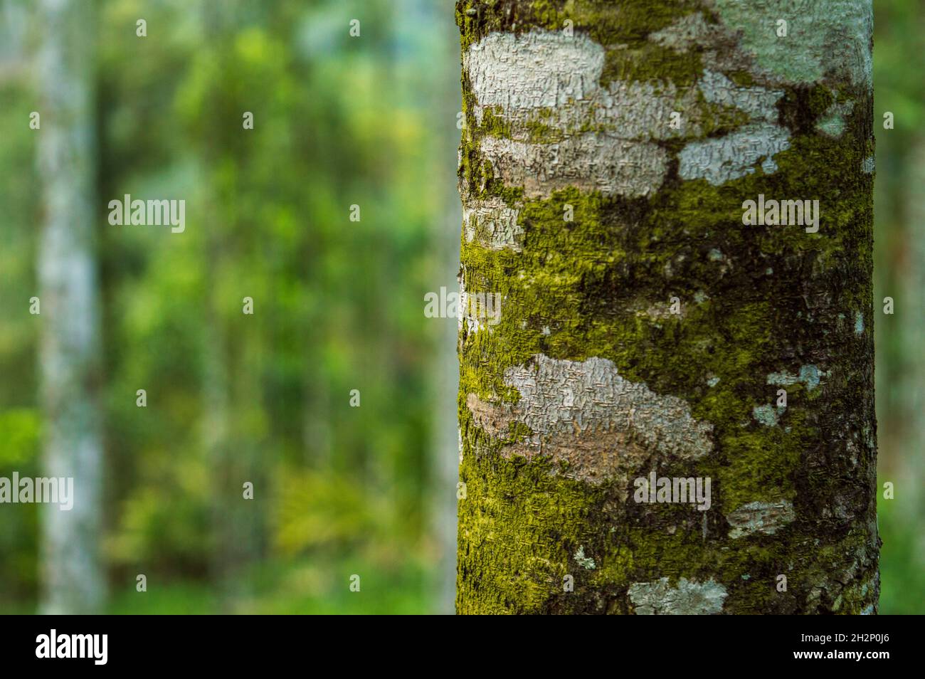 Bark is the outermost protective layers of the trunk, branches and ...