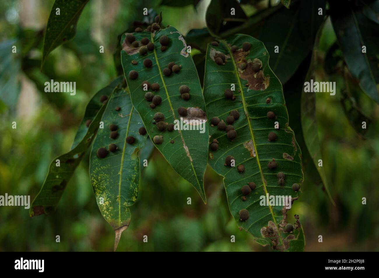 Leaf galls are most commonly seen plant galls that occur on twigs, buds ...