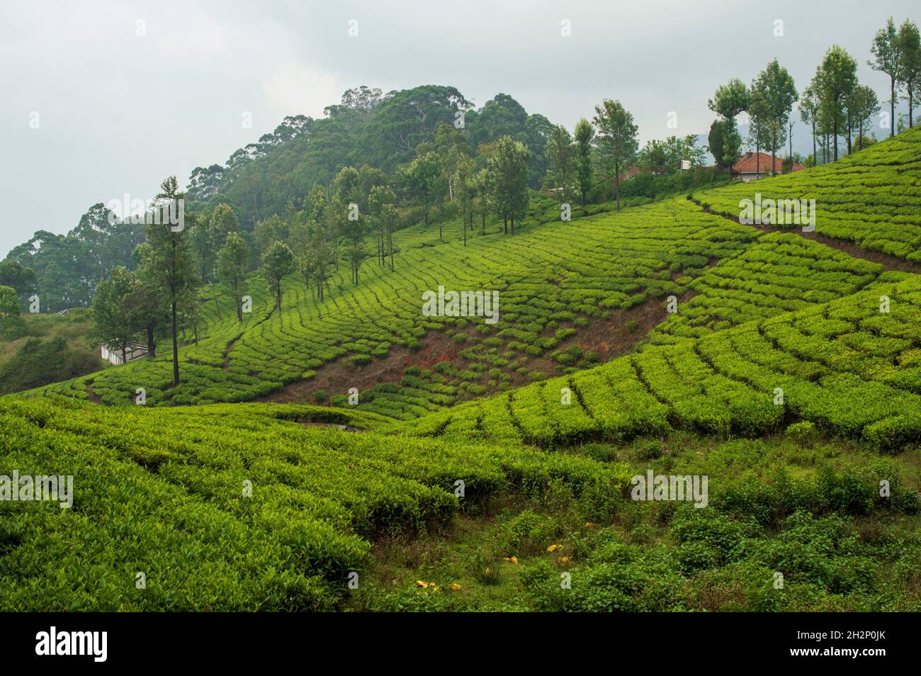 Yellow tea processing hi-res stock photography and images - Alamy