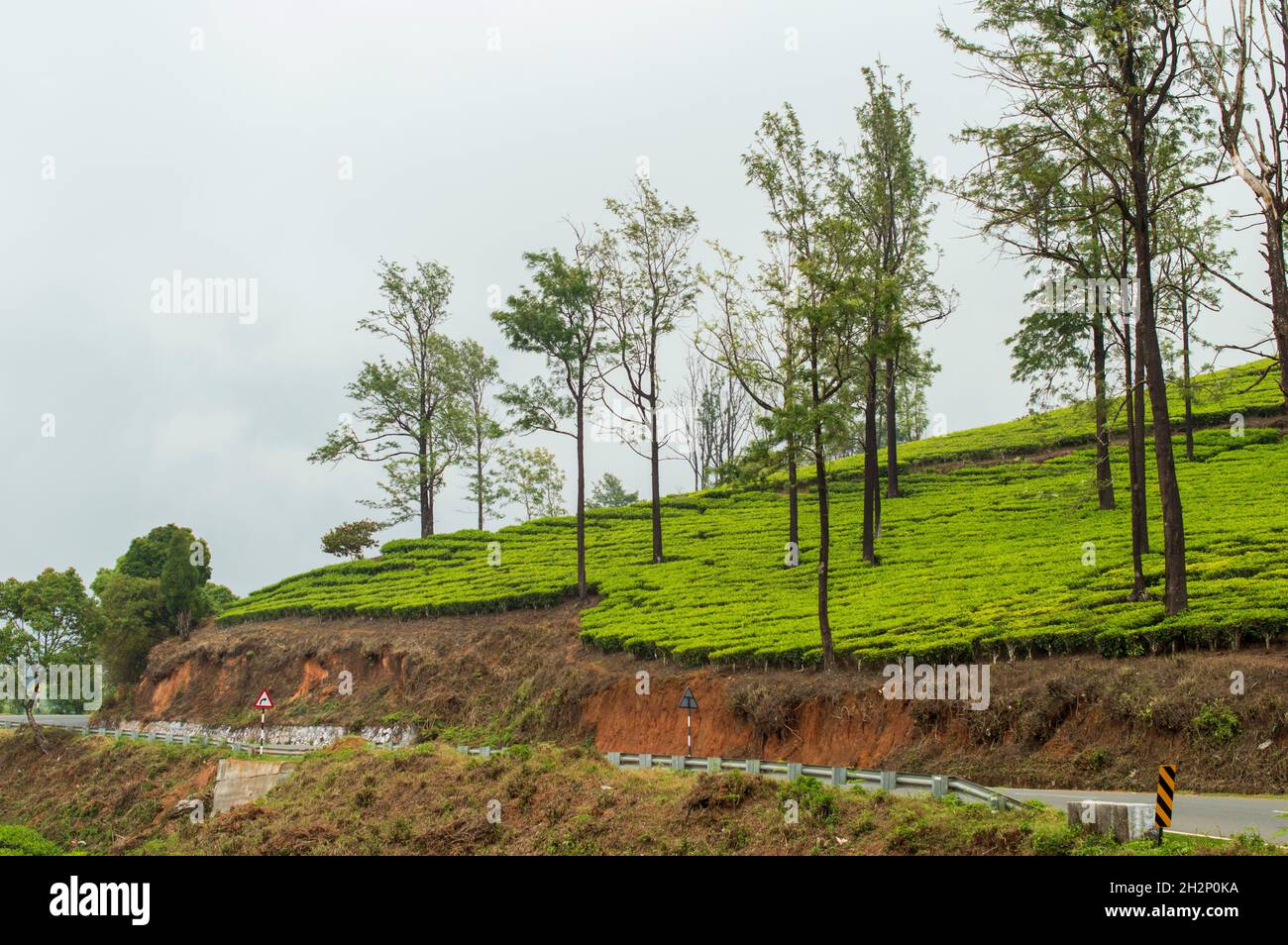 Yellow tea processing hi-res stock photography and images - Alamy
