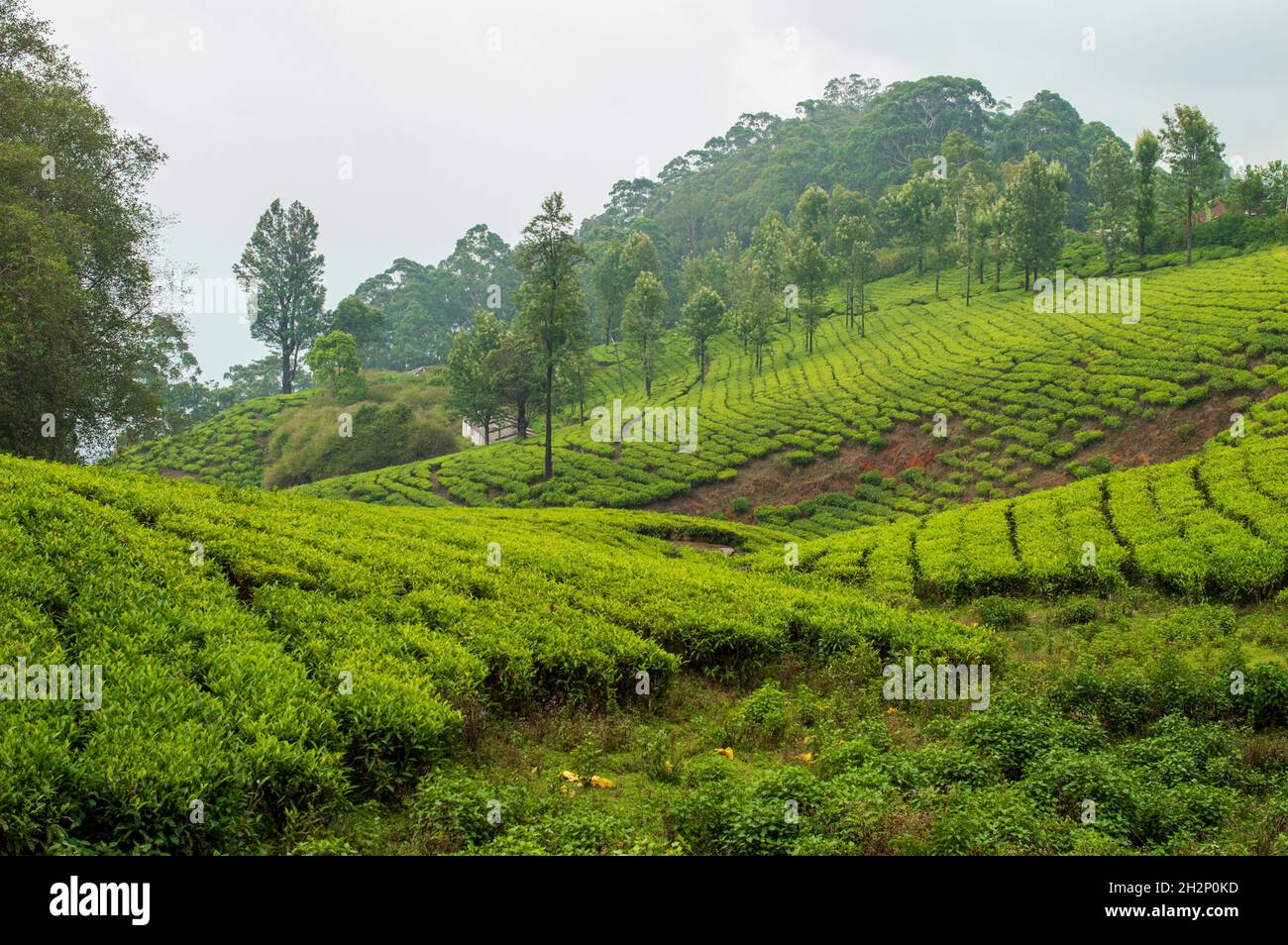 Yellow tea processing hi-res stock photography and images - Alamy