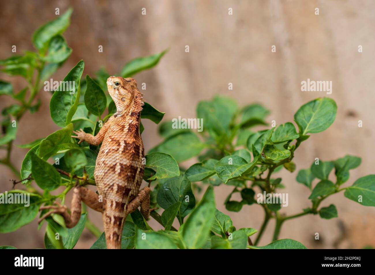 Zygodactylous feet hi-res stock photography and images - Alamy