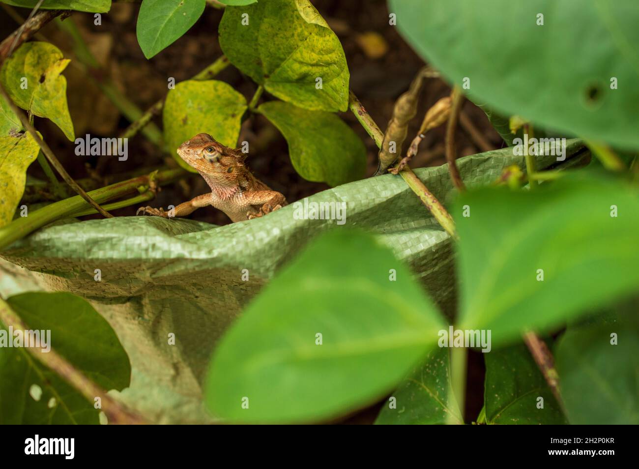 Chameleons are distinguished by their zygodactylous feet, their swaying ...