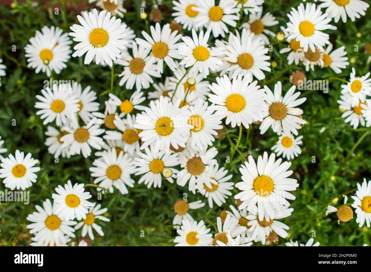 Daisy is a perennial herbaceous plant with short creeping rhizomes and ...