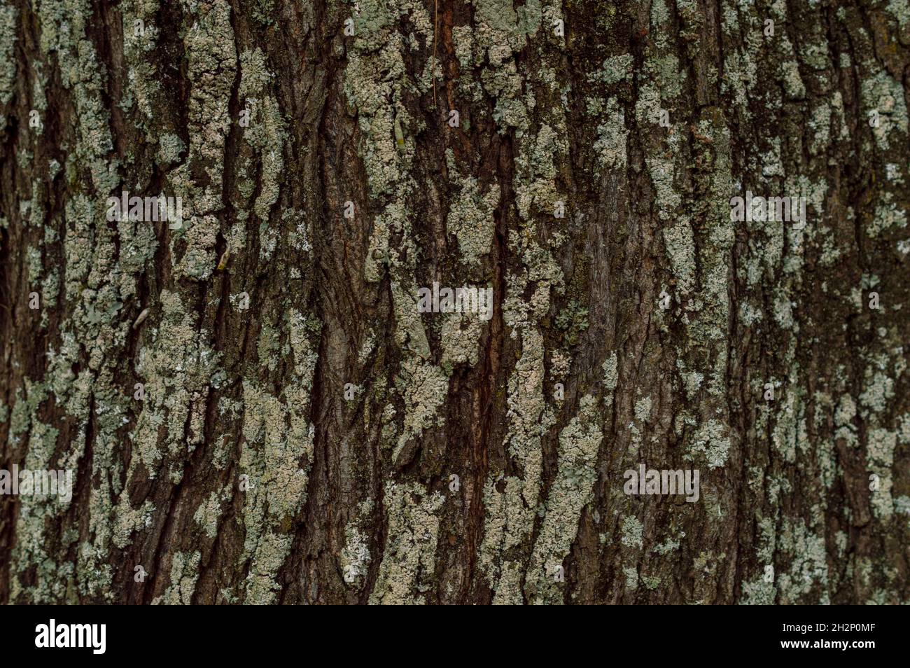 Bark is the outermost protective layers of the trunk, branches and ...