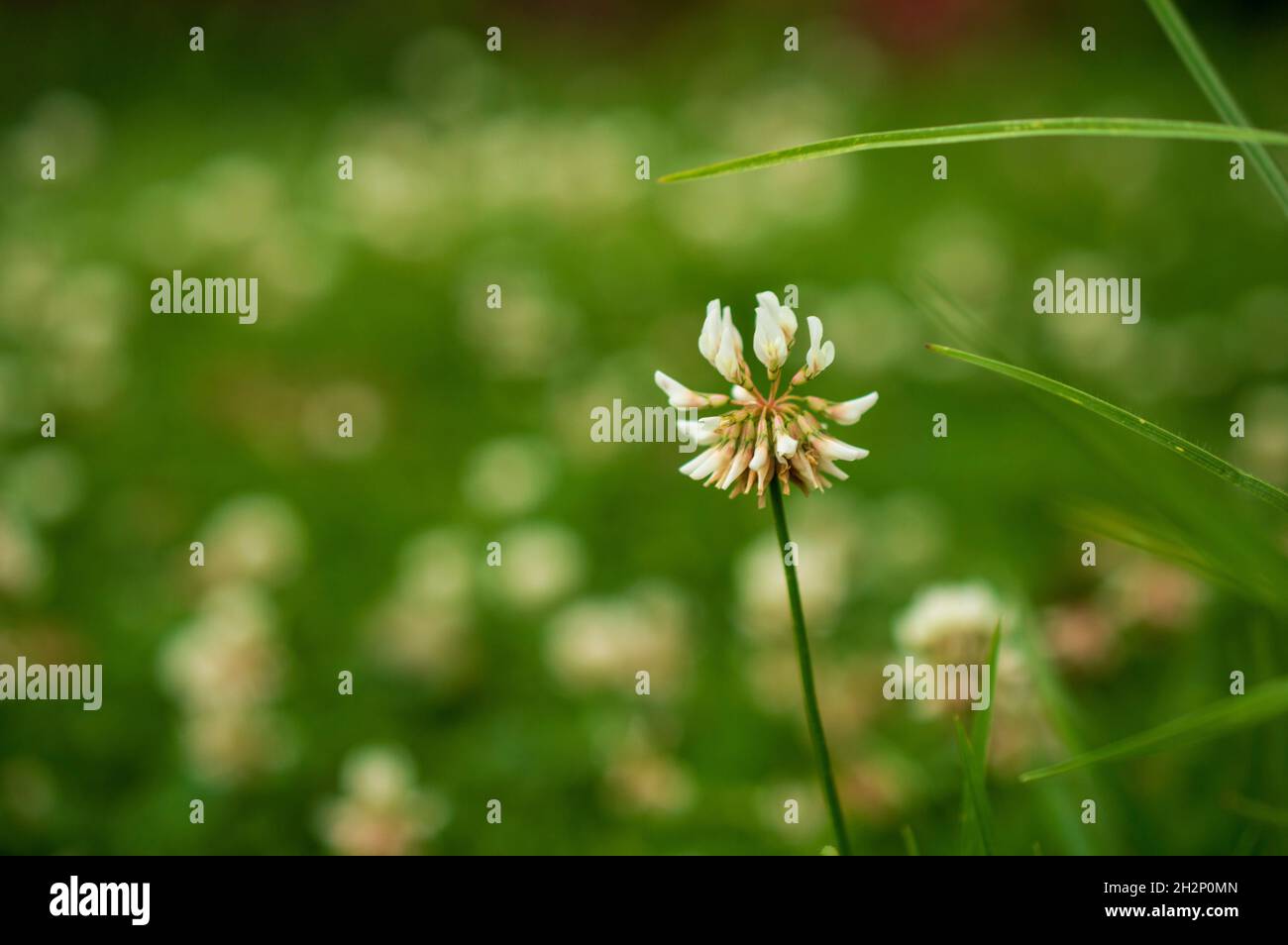 An inflorescence is a group or cluster of flowers arranged on a stem ...