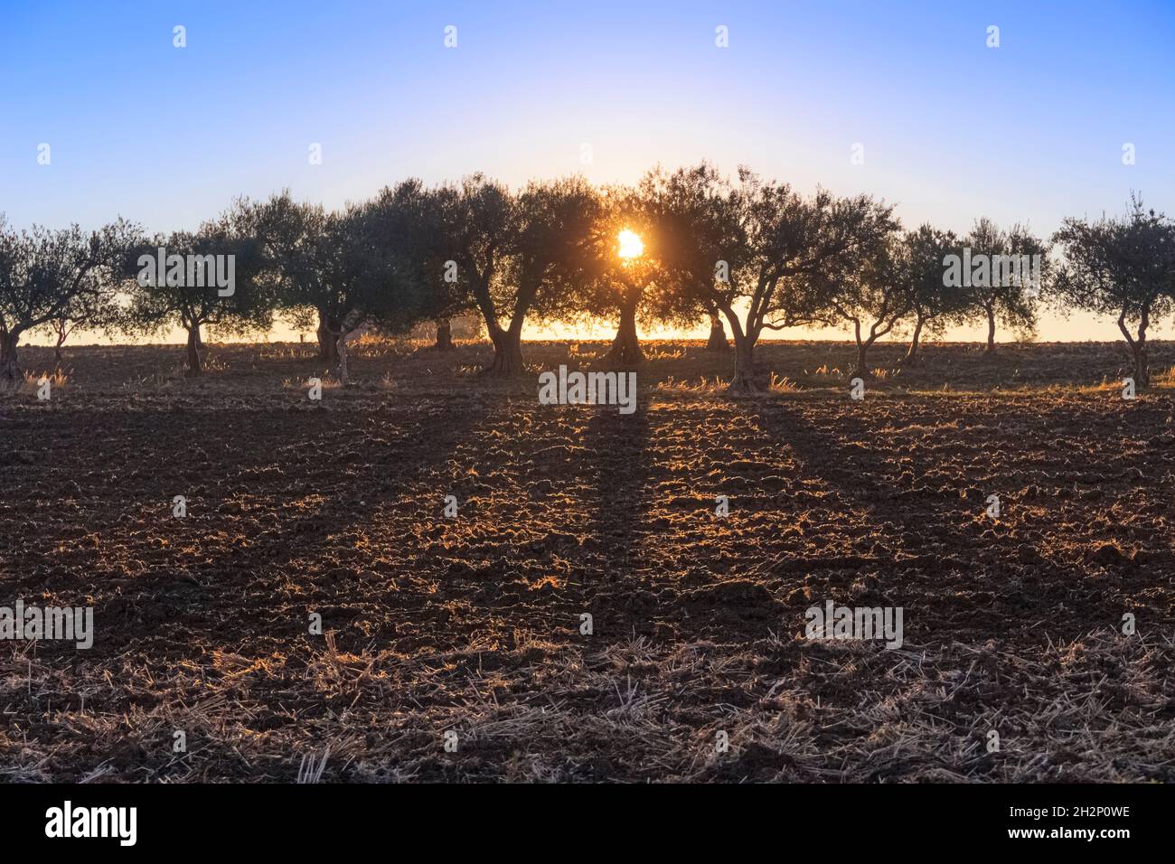 Olive trees silhouette hi-res stock photography and images - Alamy