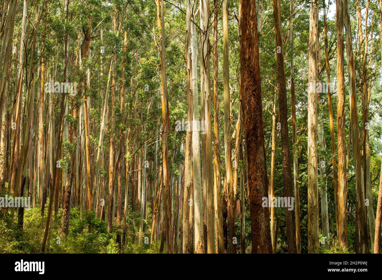 Eucalyptus commonly known as southern blue gum or blue gum is a species ...