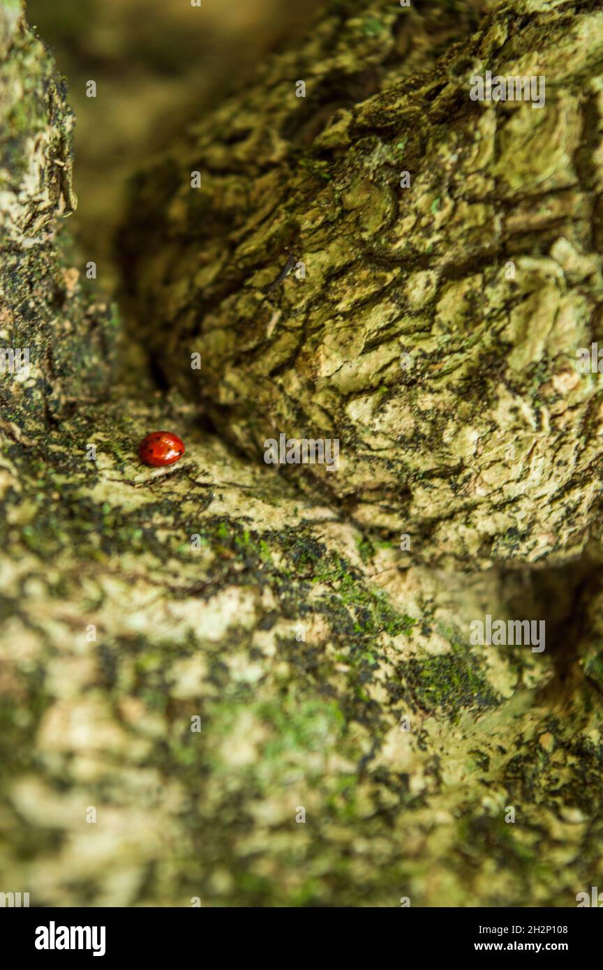 Ladybugs are pretty, graceful, and harmless to humans. But farmers love ...
