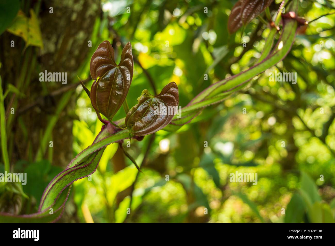 Climber plants are plants that attaches itself to an external support ...