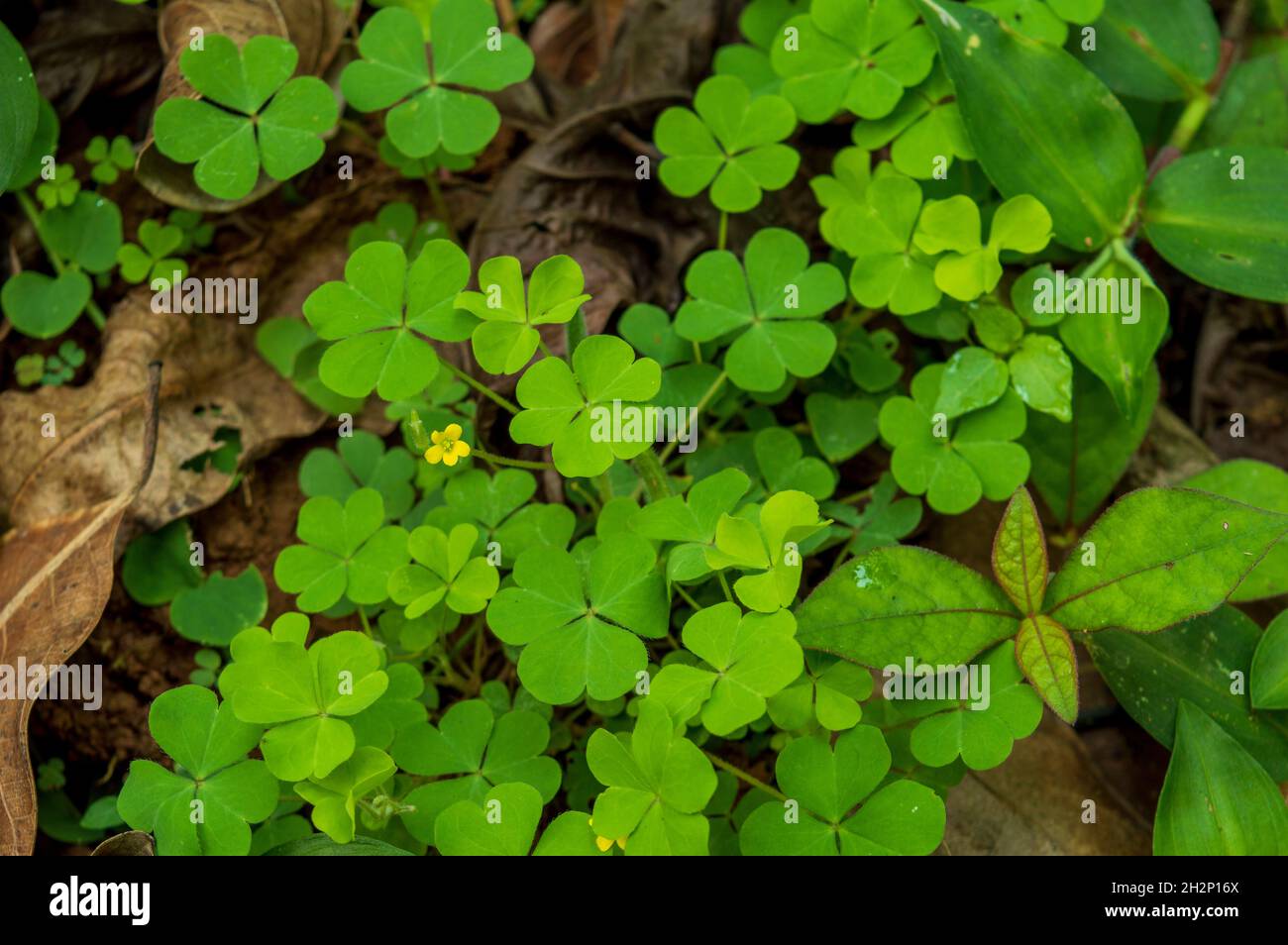 Sour grass plants or wood sorrel forming a beautiful texture background ...