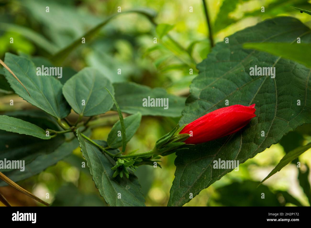 The typical staminal column common to all plants in the hibiscus family ...