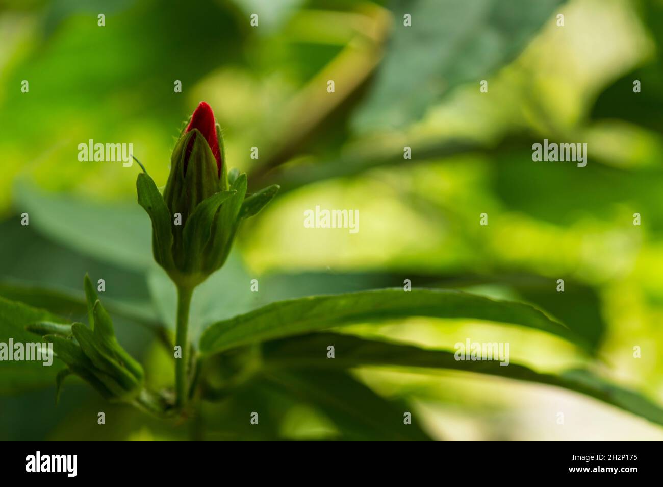 The typical staminal column common to all plants in the hibiscus family ...