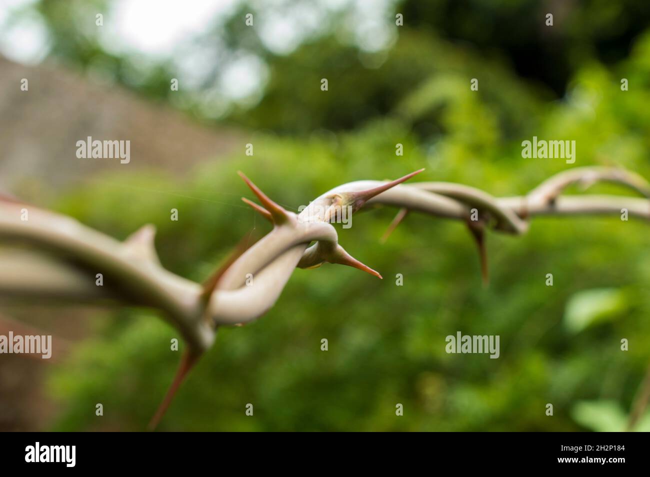 Axillary shoot hi-res stock photography and images - Alamy