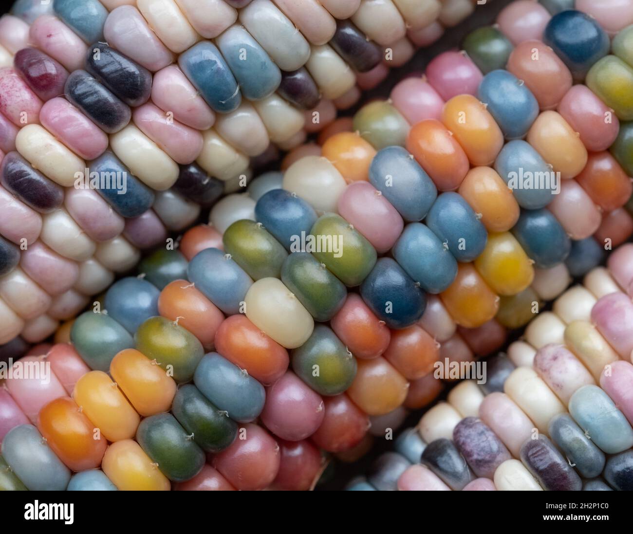 Macro photo of Zea Mays gem glass corn cobs with rainbow coloured ...