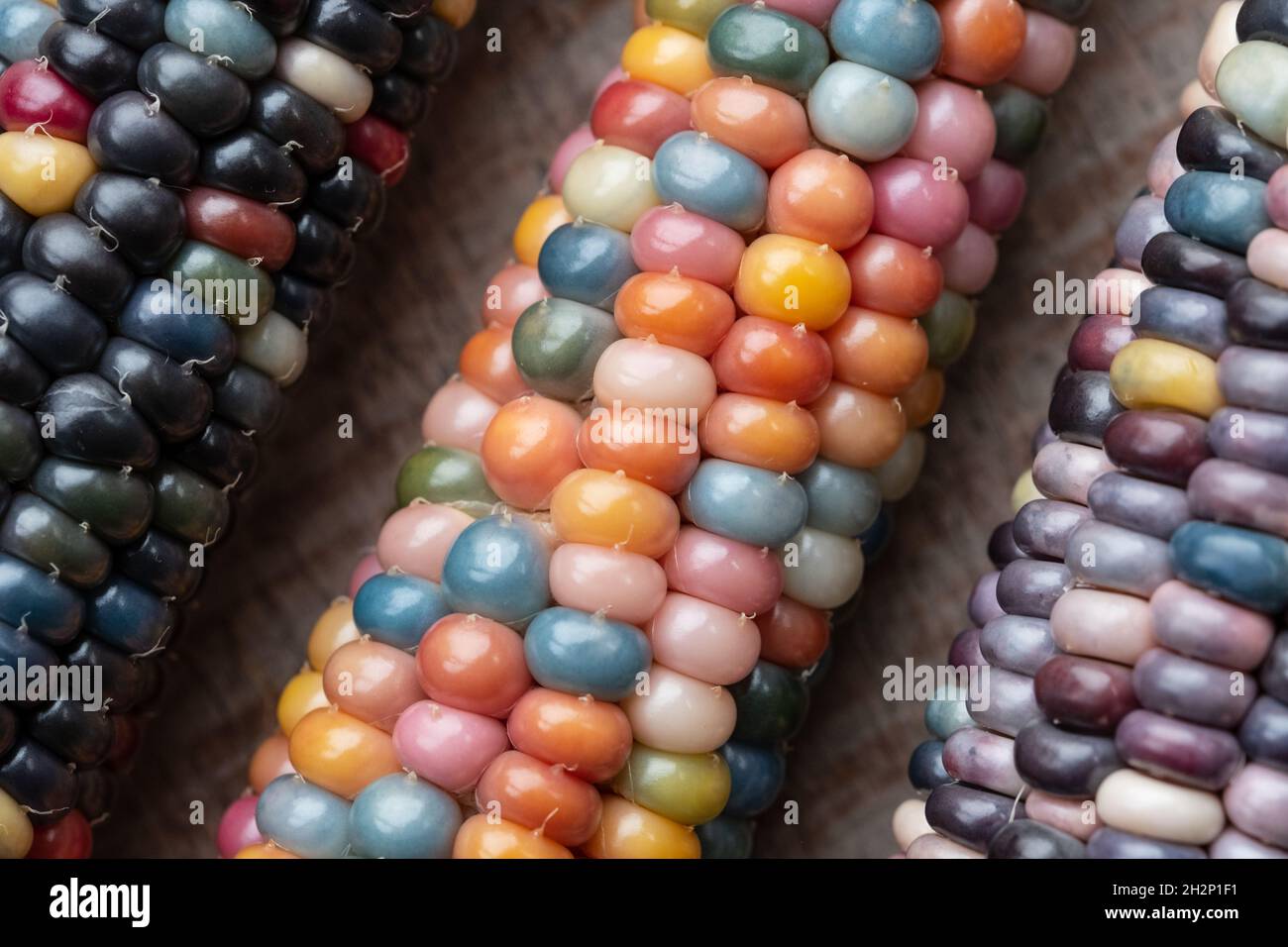 Macro photo of Zea Mays gem glass corn cobs with rainbow coloured ...