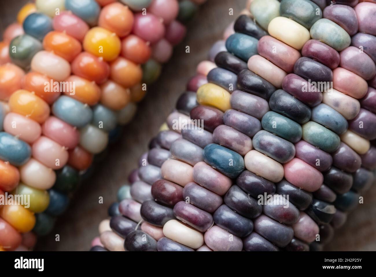 Macro photo of Zea Mays gem glass corn cobs with rainbow coloured ...