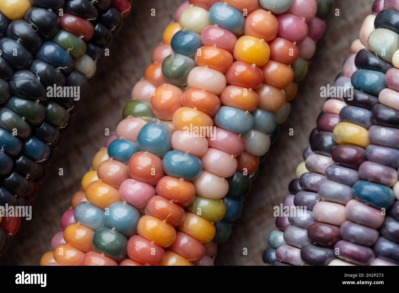 Macro photo of Zea Mays gem glass corn cobs with rainbow coloured ...