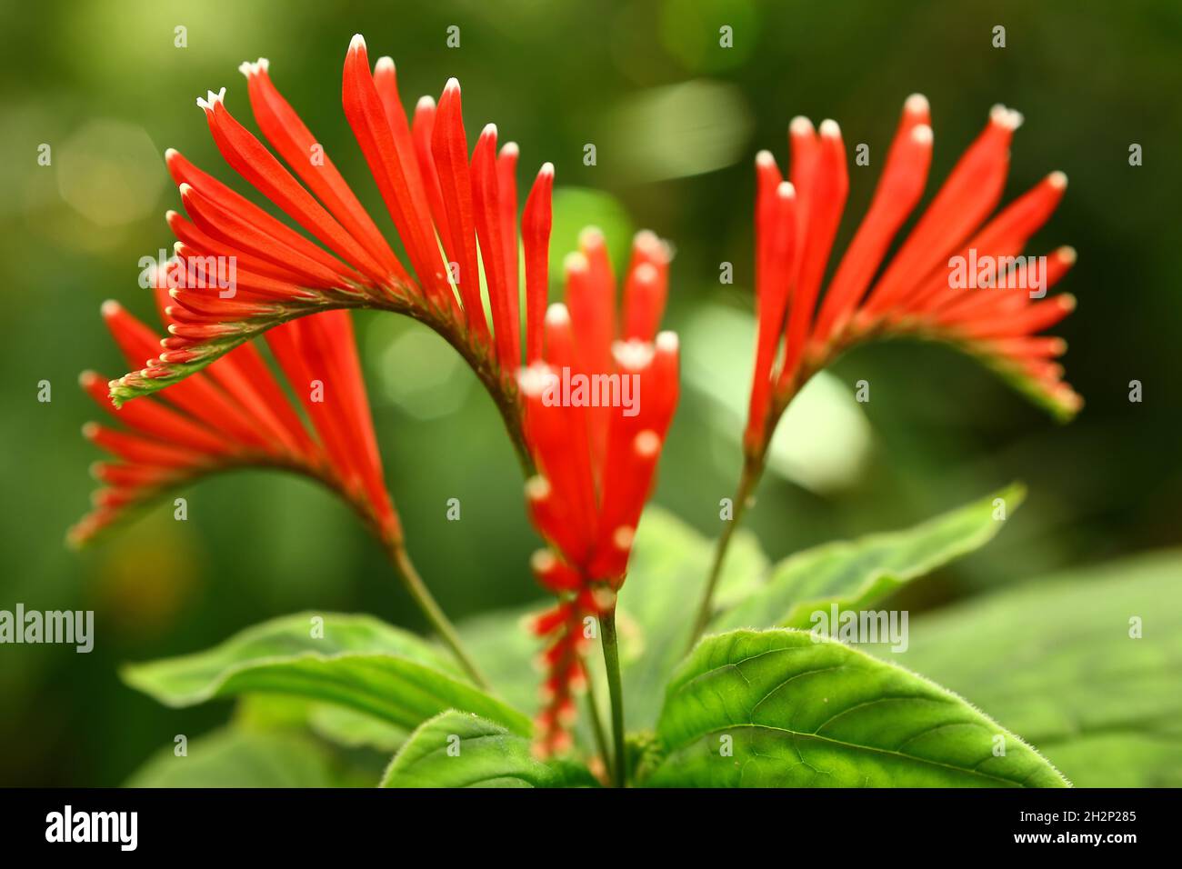 Beautiful flowers of the tropical plant Spigelia splendens Stock Photo ...