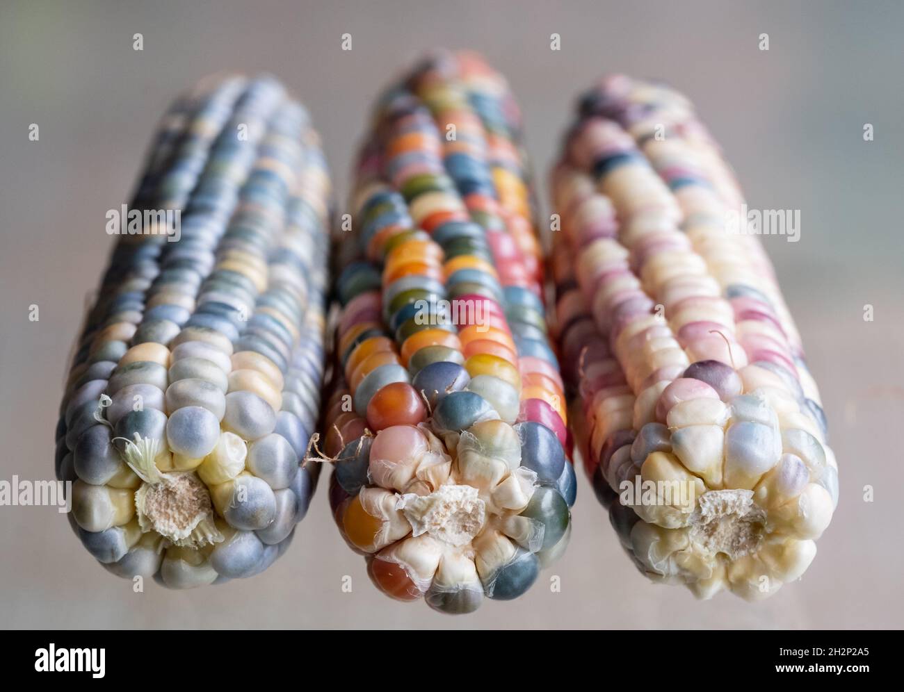 Macro photo of Zea Mays gem glass corn cobs with rainbow coloured ...