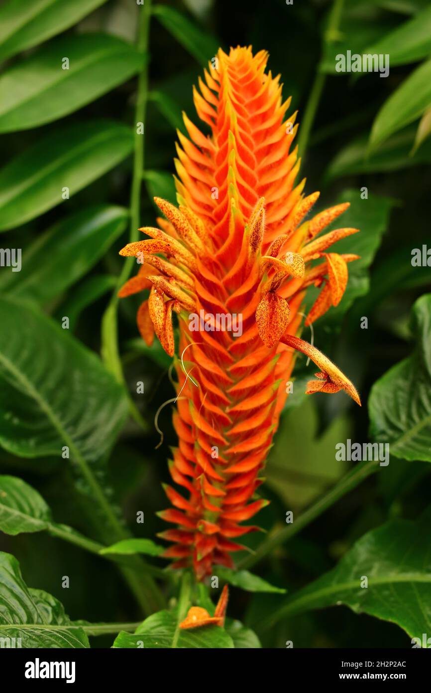 Beautiful flowers of the tropical plant Aphelandra flava Stock Photo ...