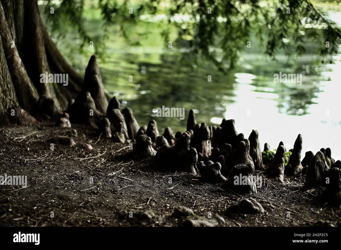 Aerial roots of Taxodium distichum, the swamp cypress Stock Photo - Alamy