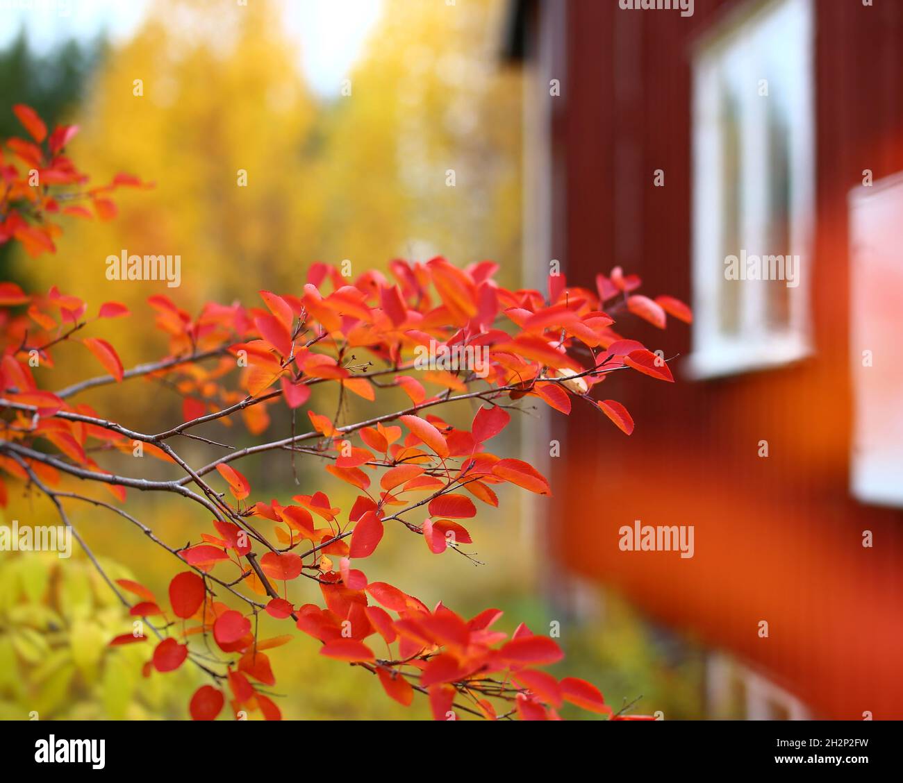 Red leaves and red house in Swedish autumn Stock Photo - Alamy