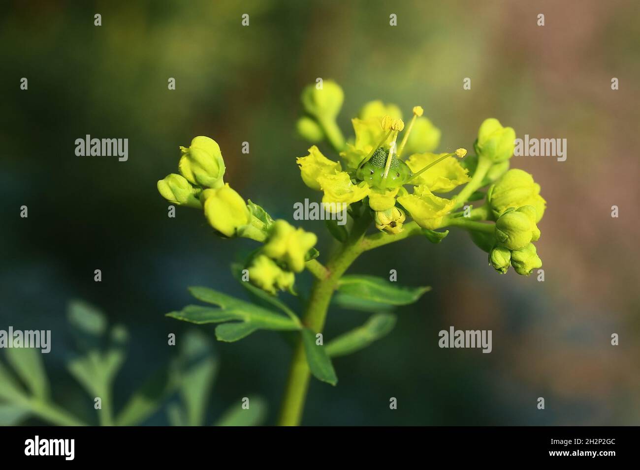 Macro common rue ruta hi-res stock photography and images - Alamy