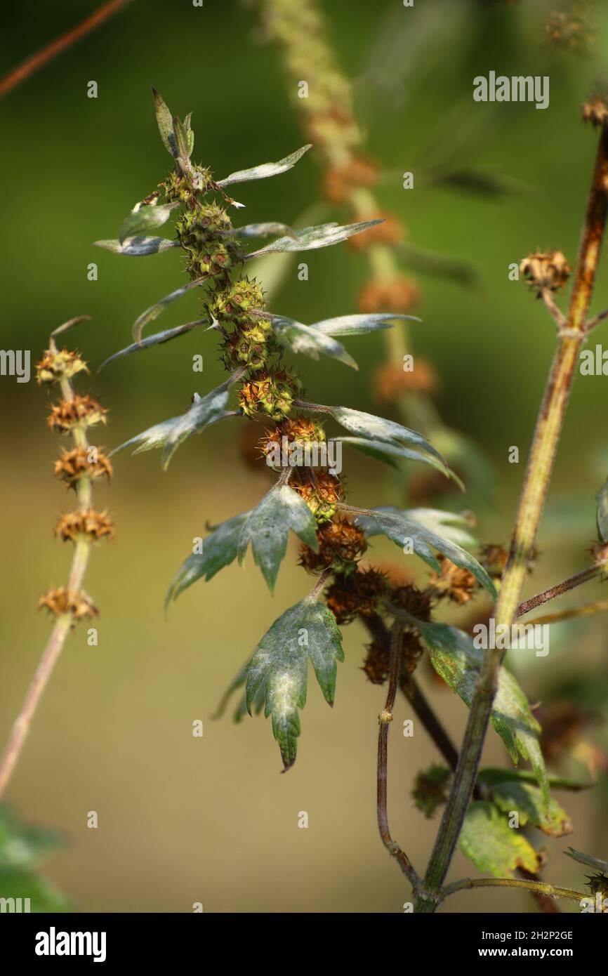 Leonurus cardiaca, also known as motherwort, a traditional medicinal ...