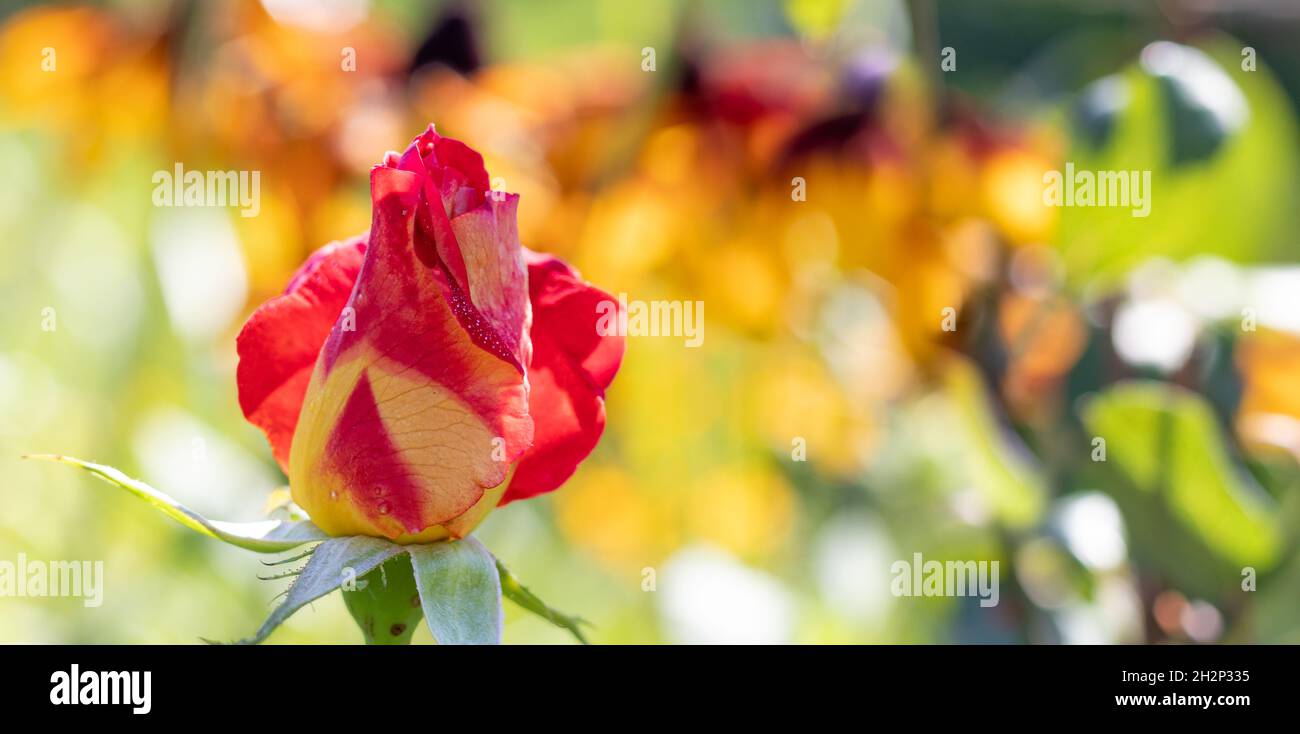 Red-yellow Climbing Rose bud on the sunny background with copy space ...