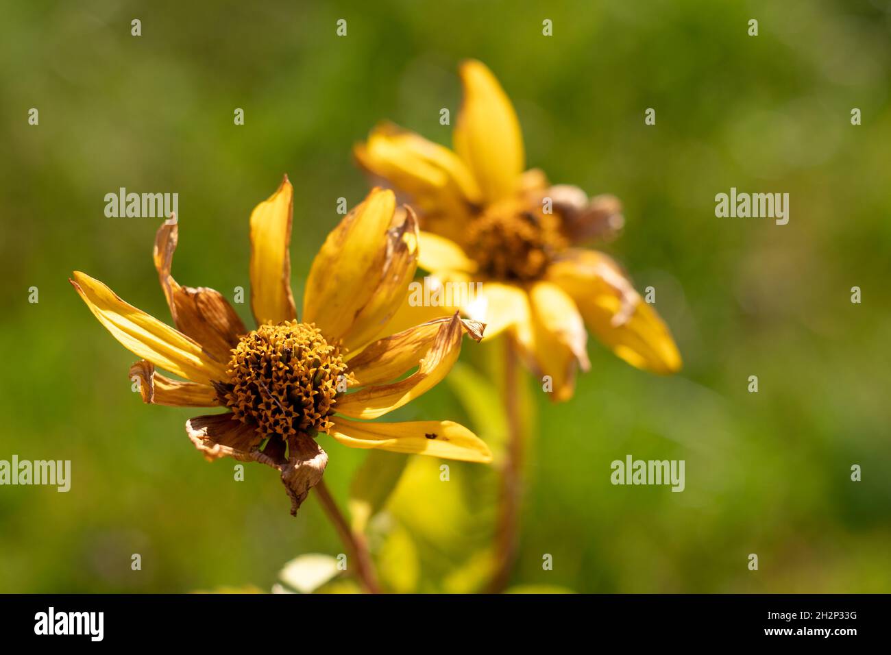 Overblown flowers hi-res stock photography and images - Alamy
