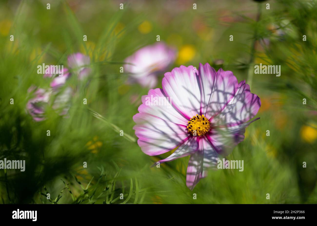 Purple-white Cosmos flower hidden in the sunny meadow grass. Cosmos ...