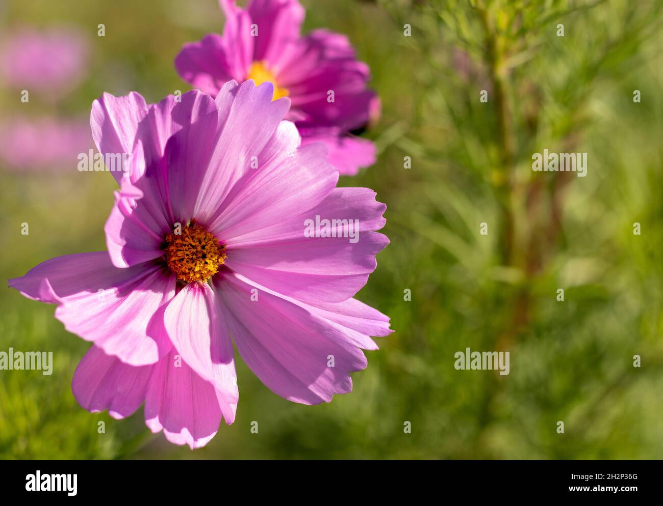 Purple Cosmos flowers on the green blurred background. Cosmos ...