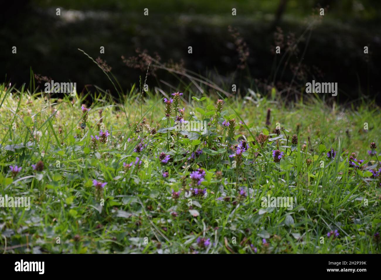 Beautiful purple Prunella vulgaris also known as Heal-all plant in the ...