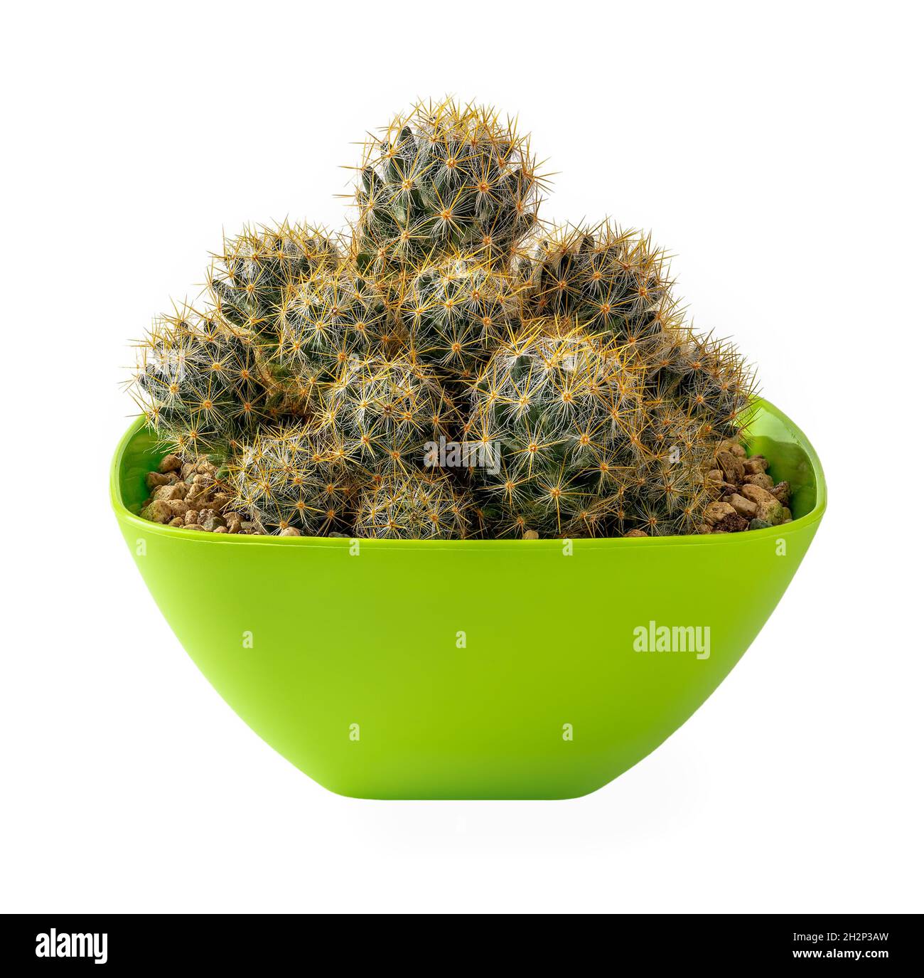 Potted cacti Mammillaria prolifera isolated on a white background. Texas nipple cactus grows in ...