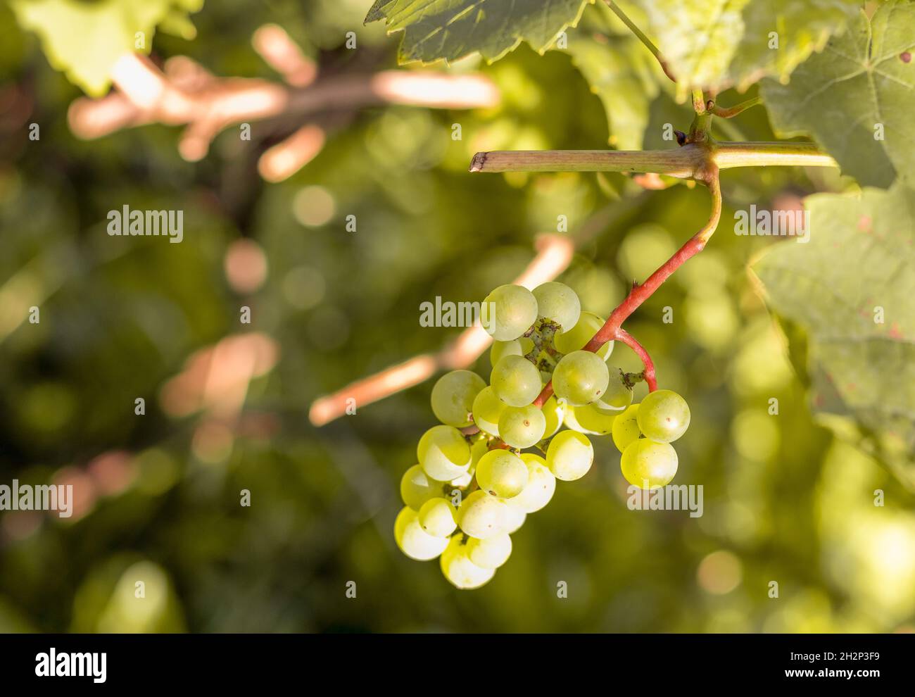Vitis vinifera garden flowers hi-res stock photography and images - Alamy