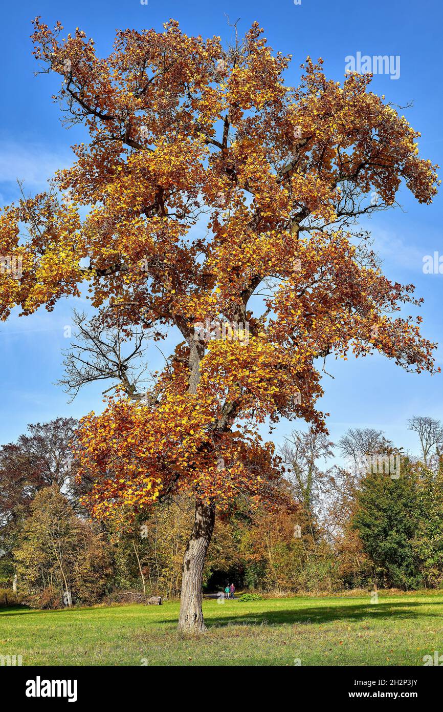 Tulip tree in autumn (Liriodendron tulipifera Stock Photo - Alamy
