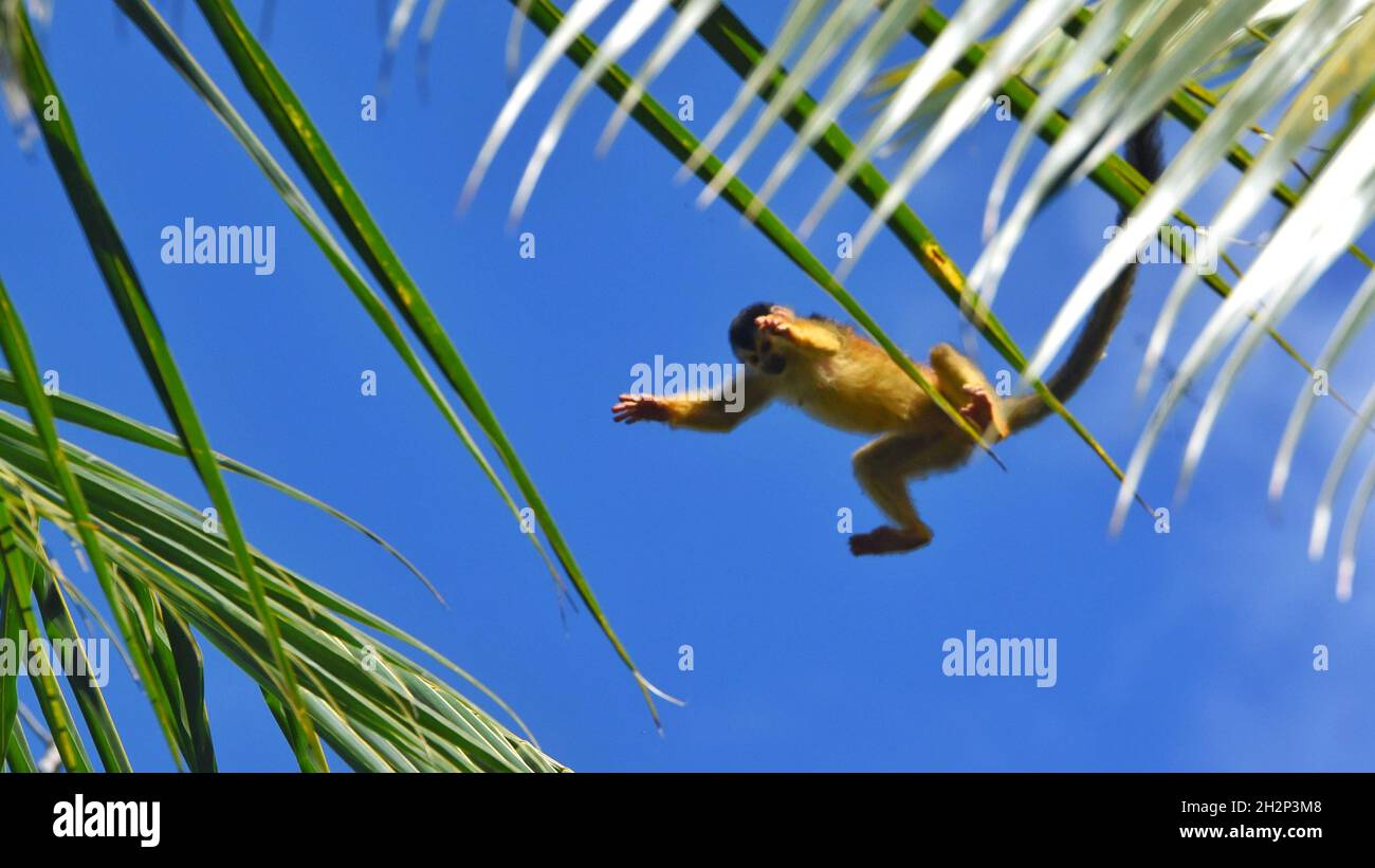 Monkey jumping from tree to tree hi-res stock photography and images ...