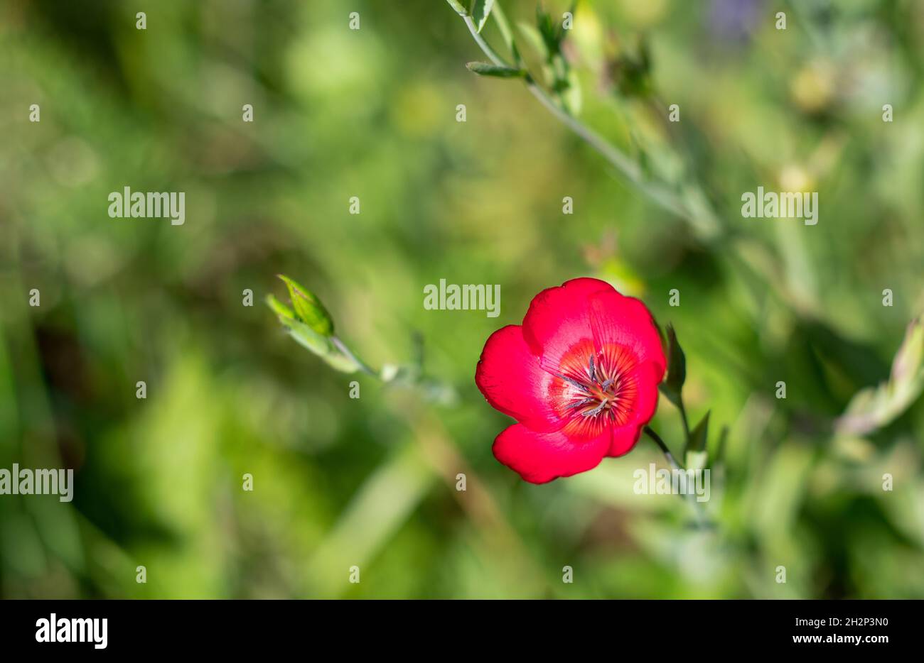 Red small flower hi-res stock photography and images - Alamy