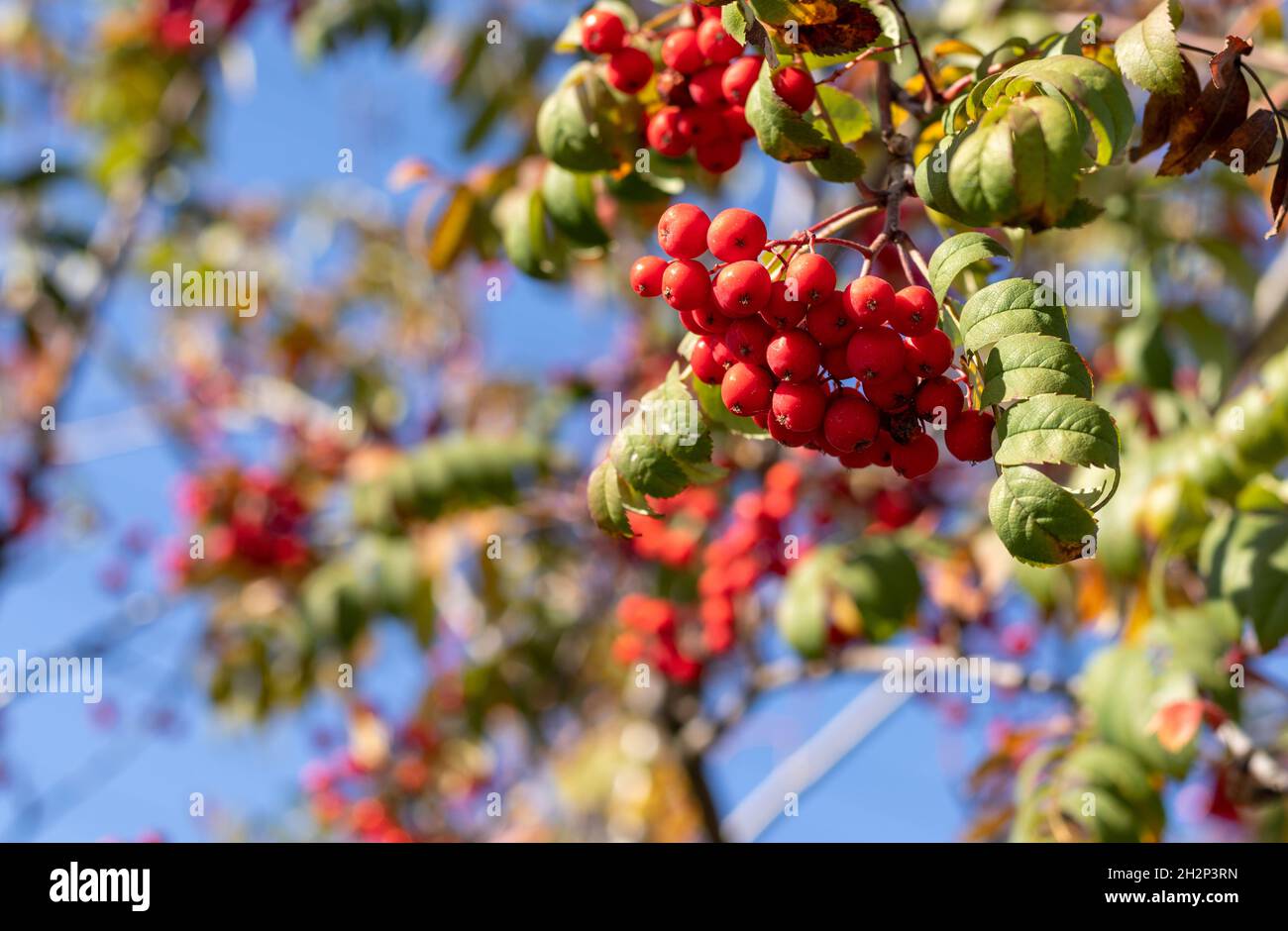 Bunch of red Mountain Ash fruits on the blurred autumn background ...