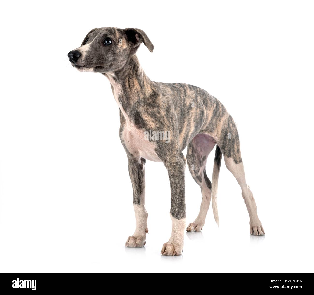 English Whippet in front of white background Stock Photo - Alamy