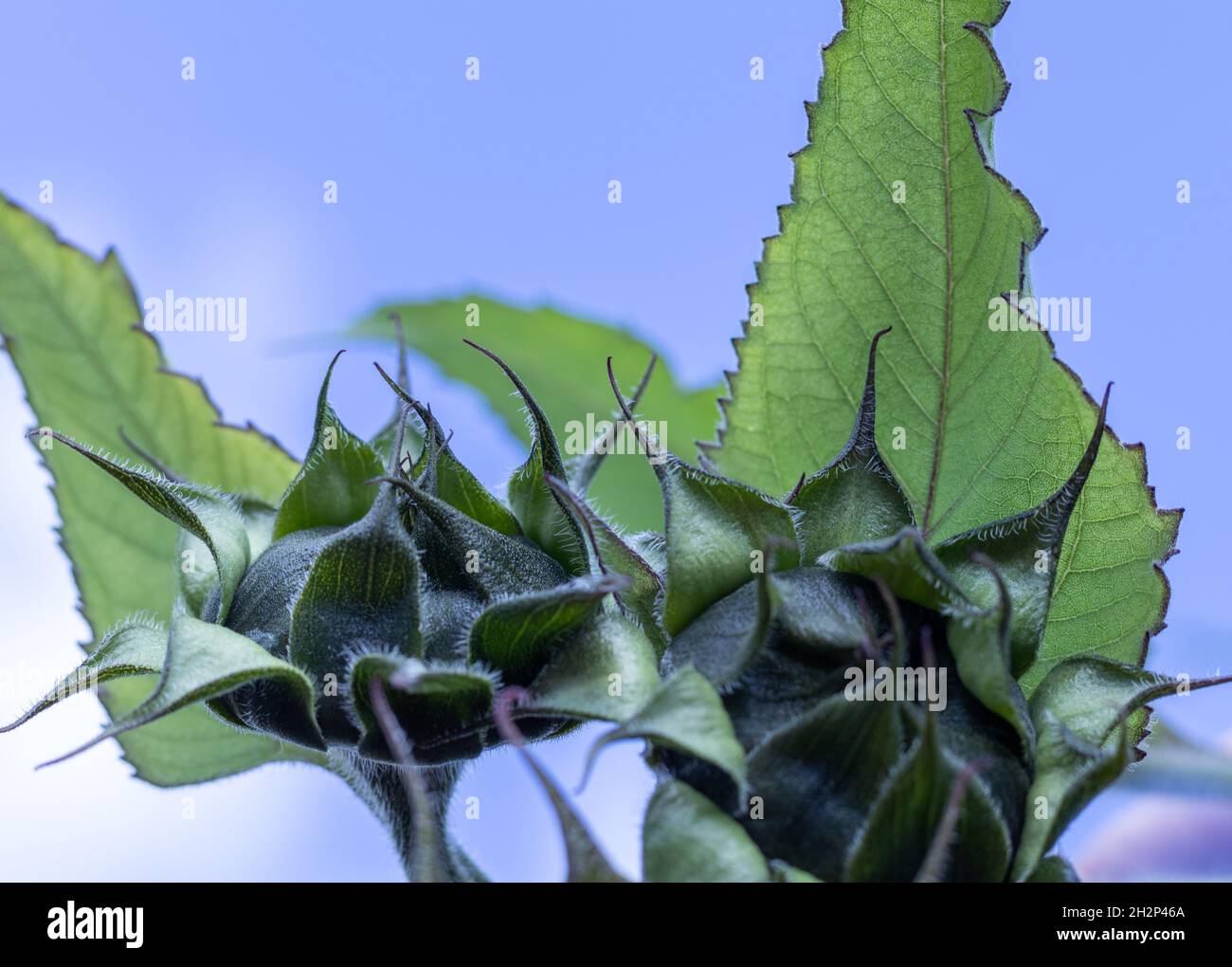 Small Sunflower buds on the blurred background. Helianthus Stock Photo ...