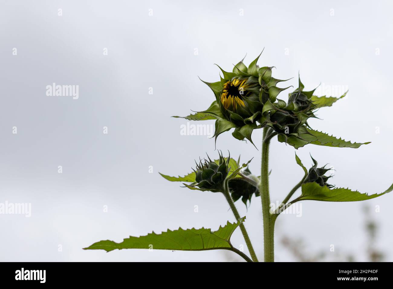 Blooming young sunflower buds against the bright background. Helianthus ...