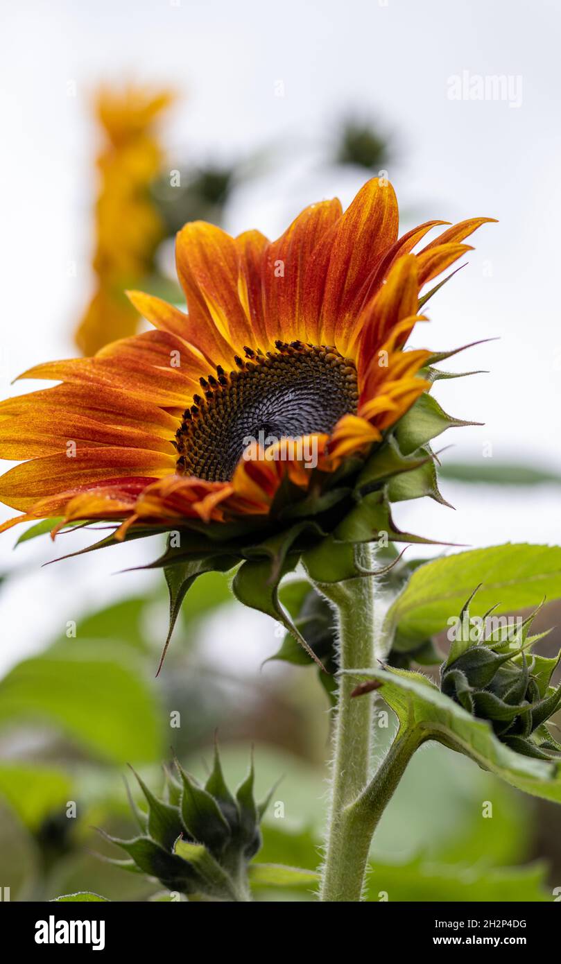 Fresh Red-yellow Sunflower with buds on the bright blurred background ...