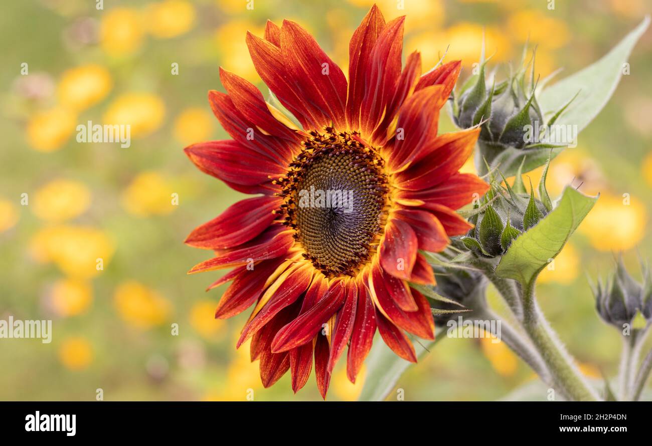 Red Sunflower Wallpaper