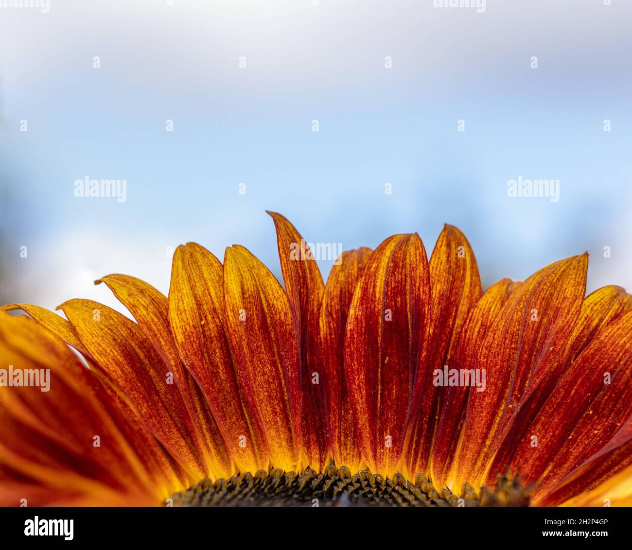 Red and yellow sunflower hi-res stock photography and images - Alamy