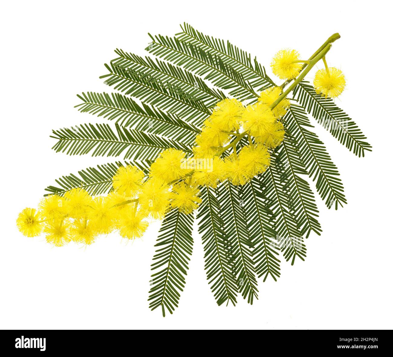 Mimosa blooms Cut Out Stock Images & Pictures - Alamy