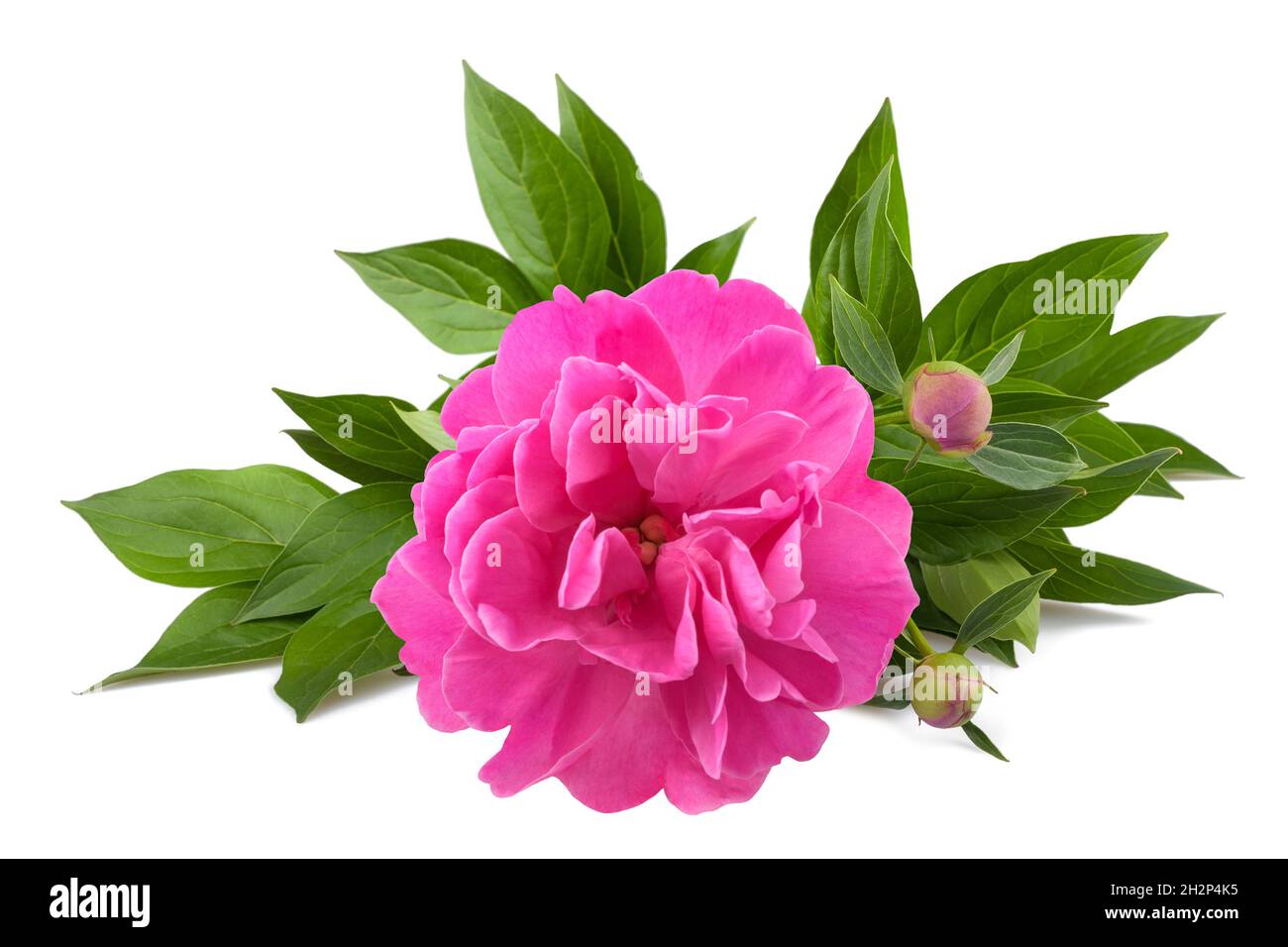 Peony flower isolated on white background Stock Photo - Alamy