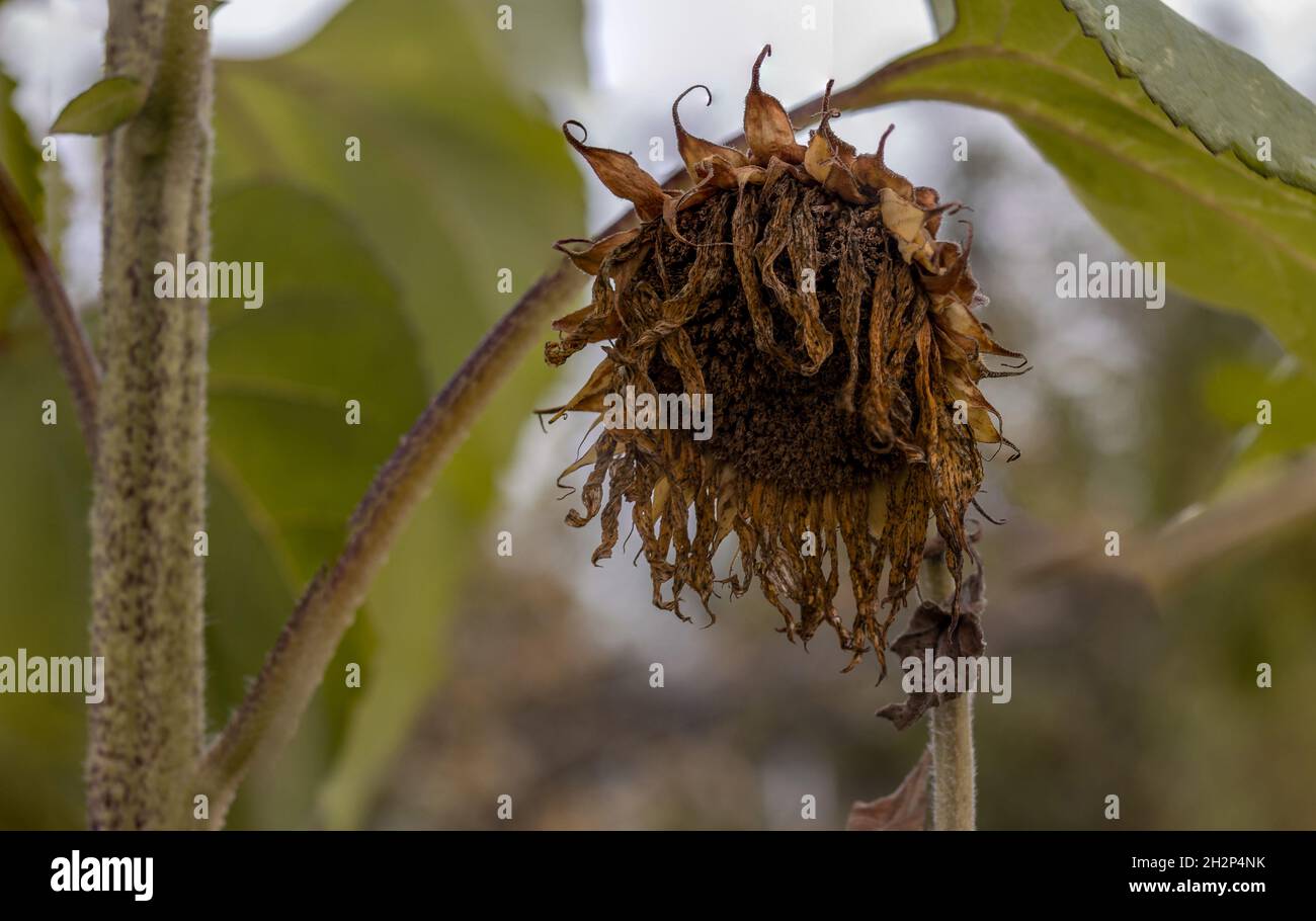 An overblown sunflower hi-res stock photography and images - Alamy