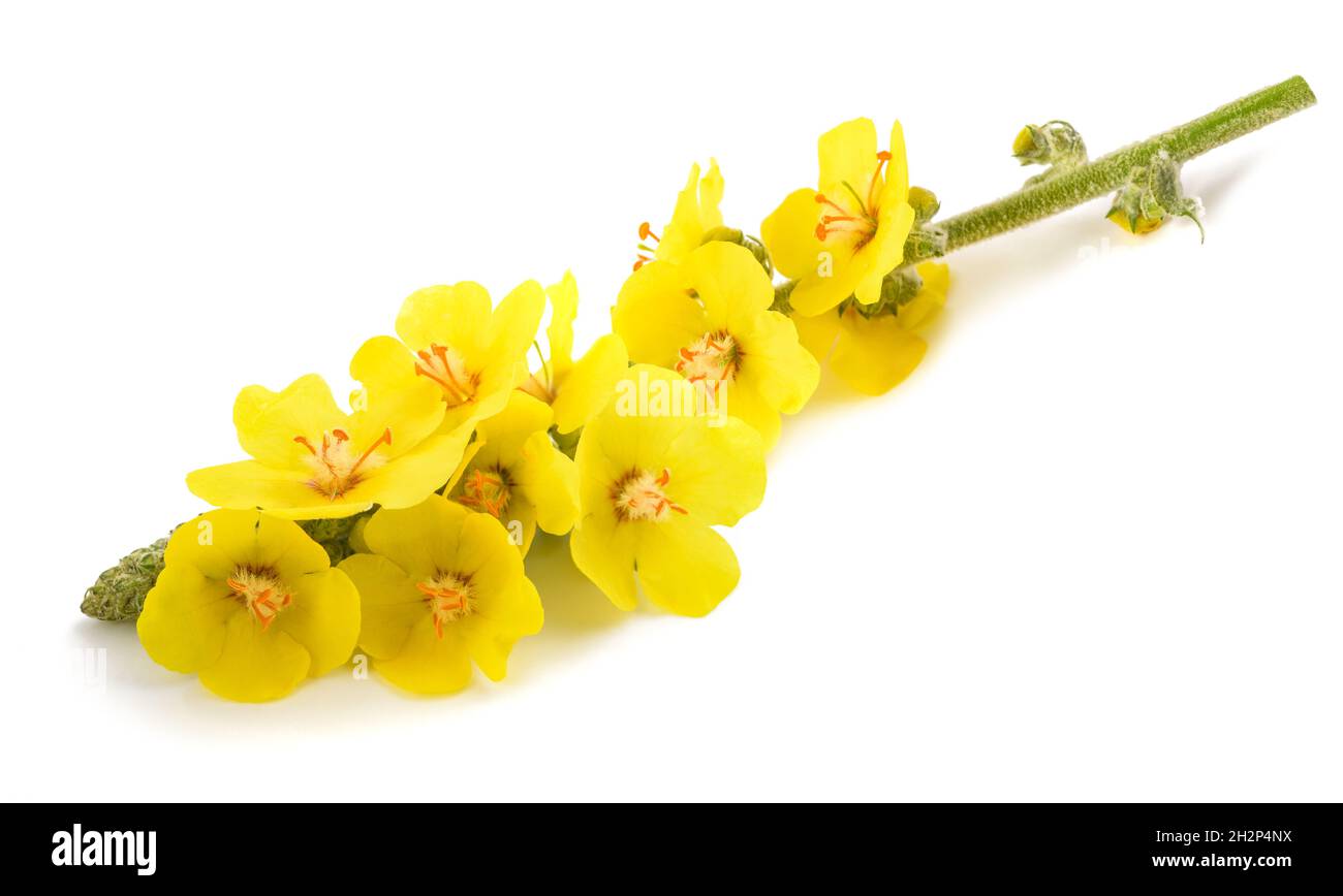 Mullein flowers isolated on white background Stock Photo - Alamy